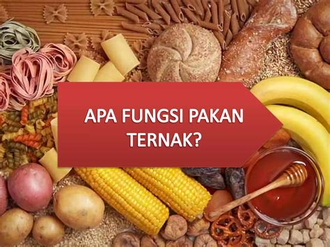 Pakan Ternak Sapi Dari Jerami Padi Pptx