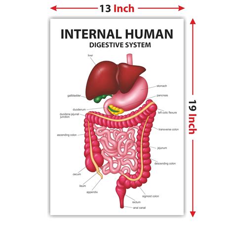 Human Digestive System
