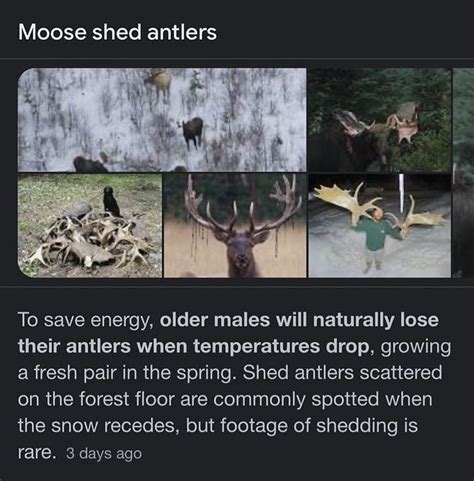 Moose Watch Video Of Moose Shedding Antlers Captured By Drone Leaves