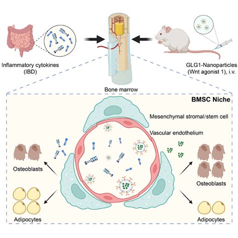 Cell Reports Medicine 上海大学转化医学研究院长海医院：基于骨靶向外泌体治疗炎症性肠病骨丢失 外泌体资讯网