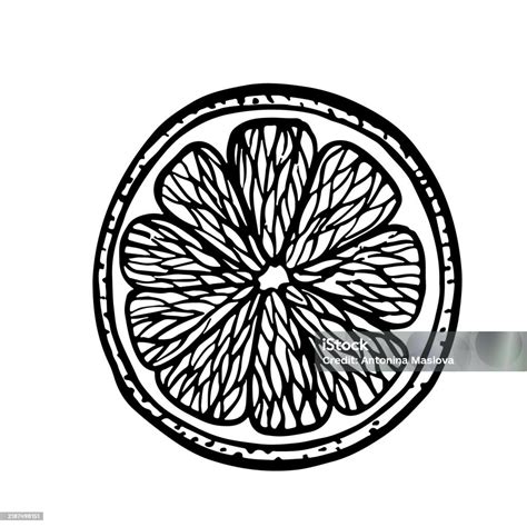 레몬 한 조각 얇게 썬 라임 오렌지 자몽의 벡터 그래픽 그림 손으로 그린 감귤류 과일의 흑백 이미지 흰색 배경에 메뉴 라벨 요리 레시피에 적합합니다 0명에 대한 스톡 벡터