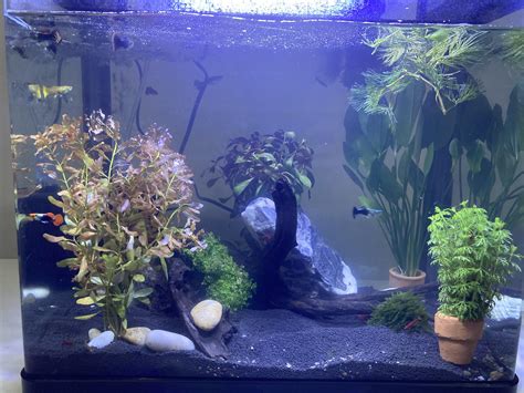 My First Fish Tank Aquariums