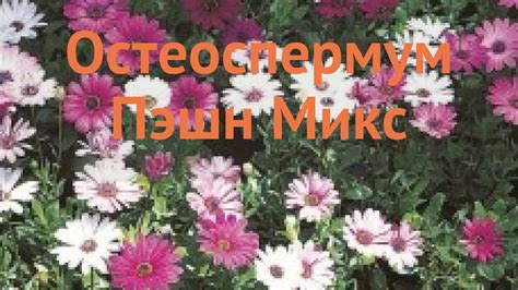 Остеоспермум обыкновенный Микс 🌿 остеоспермум Микс обзор: как сажать ...