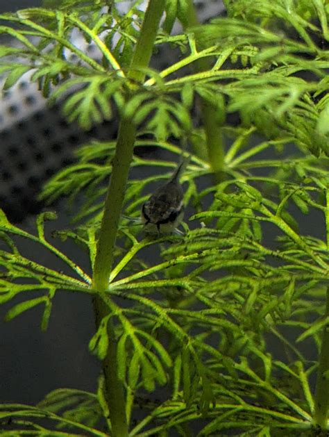 Fluval U1 Filter R Aquariums