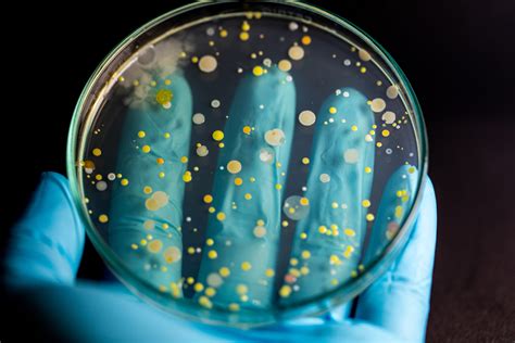 Bacterial Growth Patterns Can Spell Out Our Inmost Thoughts Mind Matters