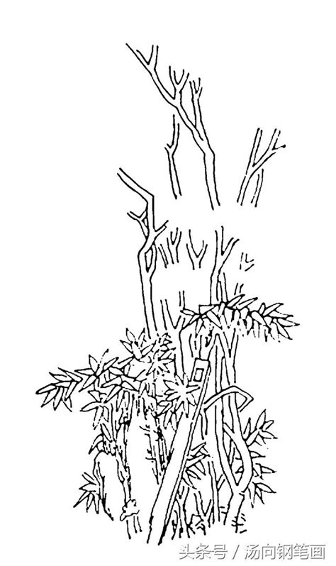 非常適合初學者學習的鋼筆畫入門詳細步驟圖文教程之703常青藤 每日頭條