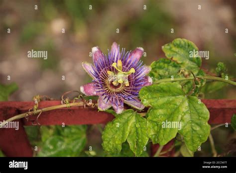Purple Blue Passion Flower Vine Plant Passiflora Caerulea In Bloom In A