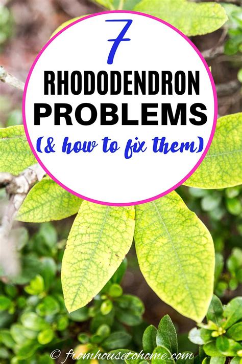 Rhododendron Problems What S Wrong With My Rhododendron Artofit