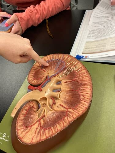 Chapter 27 Urinary System Flashcards Quizlet