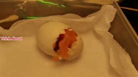 Hatching Of Alexandrine Parrot Chick Youtube