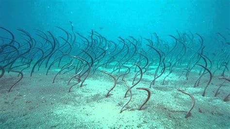What Is A Garden Eel Foliar Garden