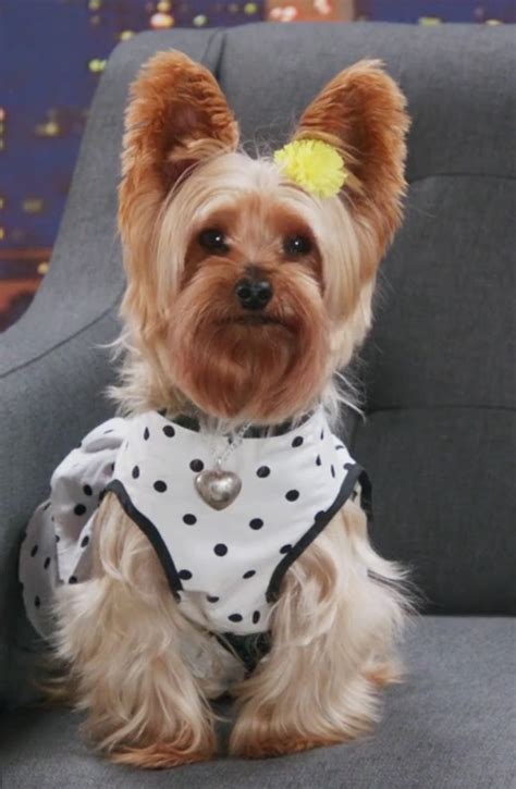 Tiny Pup Star Pup Star Wiki Fandom