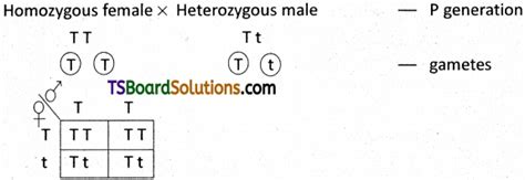 TS Inter 2nd Year Botany Study Material Chapter 9 Principles Of