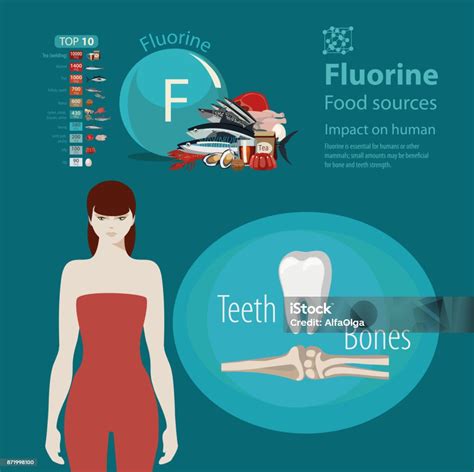 Fluorine Food Sources Stock Illustration Download Image Now