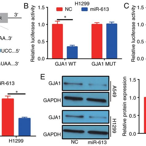 Target Gene Of Mir 613 A Potential Binding Sites Between Mir 613 And