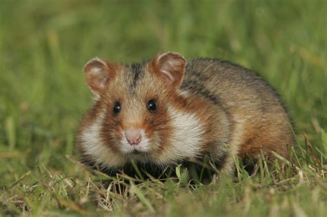 Chomik atakuje Siemianowice Śląskie