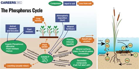Phosphorus Cycle Definition Steps Examples Importance Topics