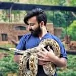 Best Ball Python Sexing Methods Terrarium Quest