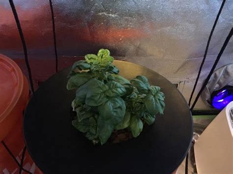 Raspberry Pi Hydroponics Project Hydro”pi”onics Jerrel Sogonis Blog