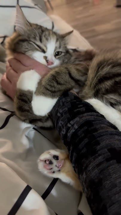 My Crazy Adorable Cat Pt2 Youtube