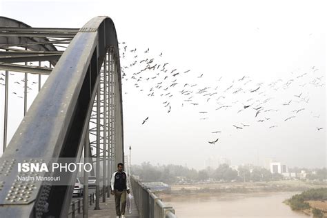 تصاویر پرندگان پل سفید اهواز