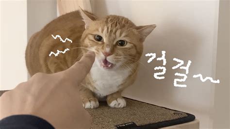 밤새도록 울다 목 쉬어버린 깍꼭이 Youtube