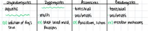 Ch 12 Eukaryotes Flashcards Quizlet
