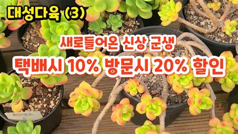 대성다육3예쁜 다육이 택배 10 방문시 20할인 Youtube