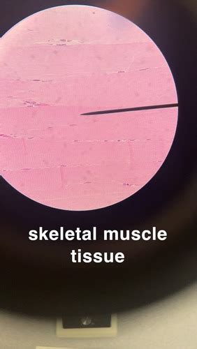 A P 1 Muscle And Nervous Tissue Flashcards Quizlet