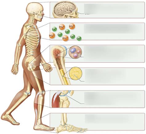 Diagram Of Functions Of Skeletal System Chapter 6 Quizlet