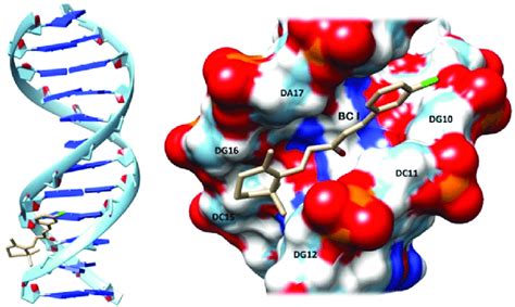 Molecular Docking For Bc I With Dna Pdb Id 1bna Download