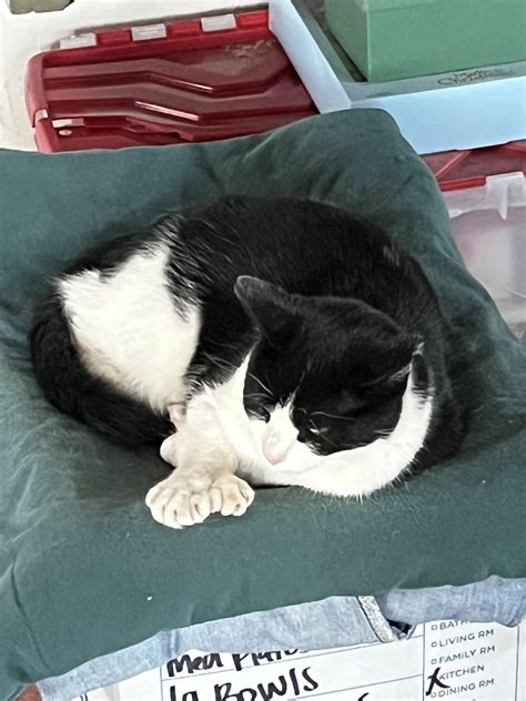 Ringo The All Terrain Cat Rthumbcats