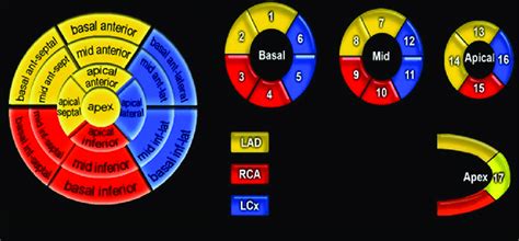 the 17 myocardial segments of the left ventricle presented by aha and
