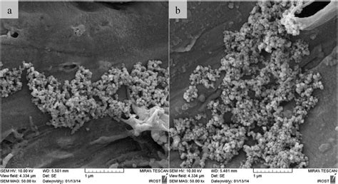 Sem Micrographs Of Impact Fracture Surface Of Thermoplastic Download Scientific Diagram