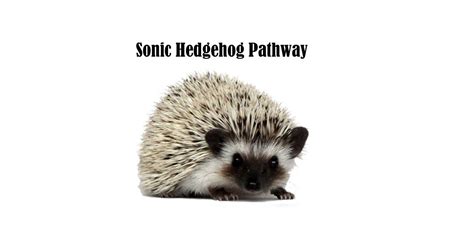 Sonic Hedgehog Pathway Pathology Made Simple