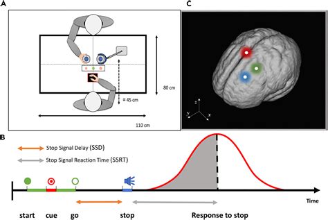 The Role Of Dorsal Premotor Cortex In Joint Action Stopping Iscience