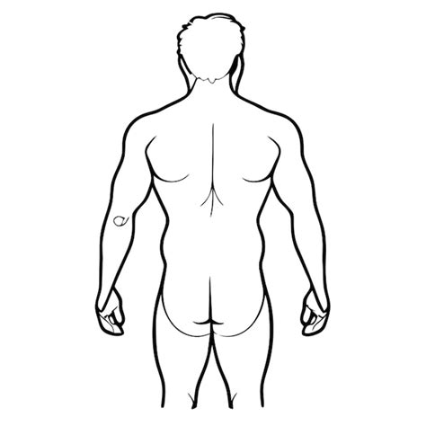 Cuerpo Humano Completo En Plano Frontal Y Vista Posterior Vector