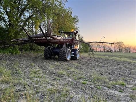5 Reasons To Cut Down Dead Trees