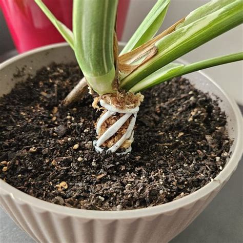 Stl File Mini Tutor Plant 🌿 ・3d Printer Model To Download・cults