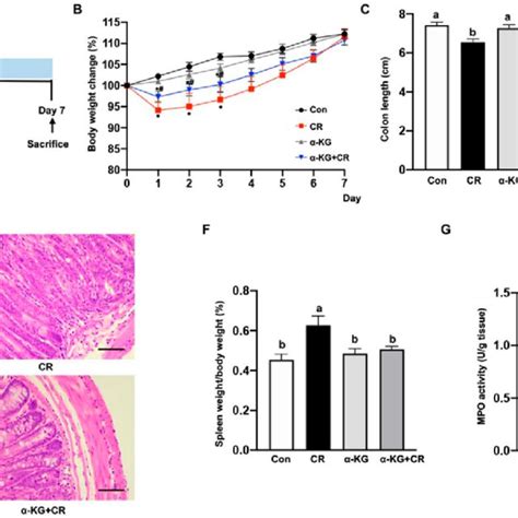 α Ketoglutarate Protects Against C Rodentium Induced Oxidative Stress