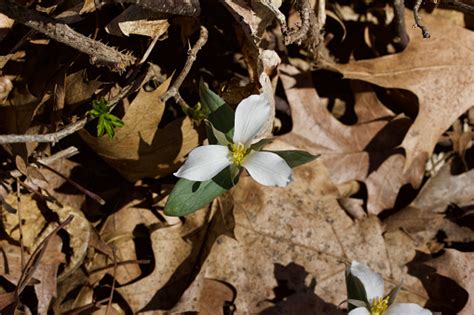 산림 숲에서 자연적으로 자라는 한 개의 피는 눈 트 릴리 움 꽃의 클로즈업 보기 0명에 대한 스톡 사진 및 기타 이미지 0명
