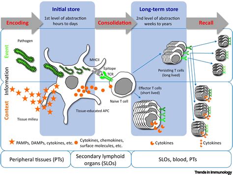 Sleep Matters CD4 T Cell Memory Formation And The Central Nervous