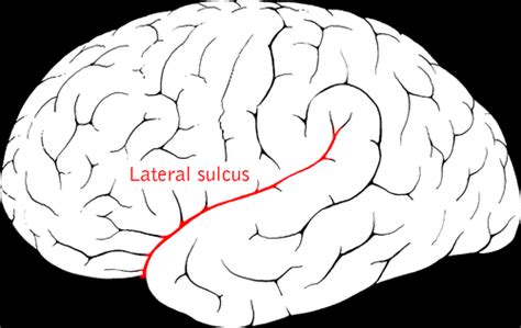 Lateral Sulcus Sylvian Fissure Longer On The Left Side Language