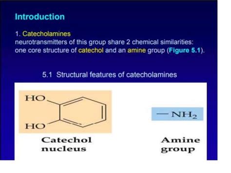 Biosynthesis Of Catecholamines Pptx