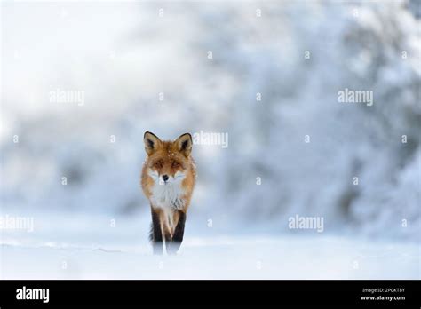 Eye Contact Red Fox Vulpes Vulpes Runs Through Deep Snowy