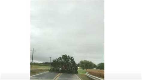Art Of Road Cleaning Video Of Truck Driver Dragging Fallen Tree Goes Viral Buzz News News