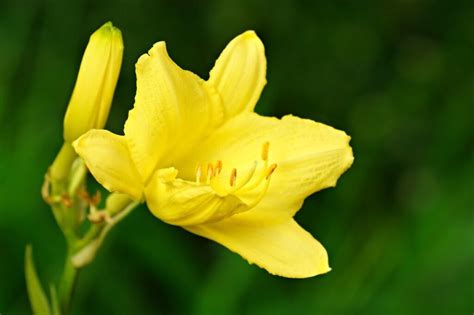 Signification De La Fleur De Lys Histoire Symbolisme Et Soins