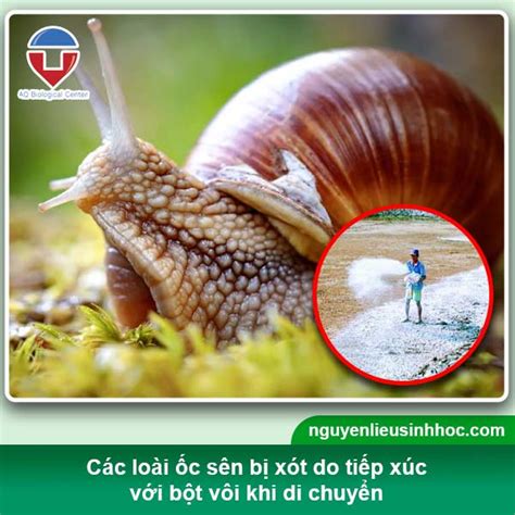 Cách Diệt ốc Sên ăn Rau Triệt để Hiệu Quả Không độc Hại