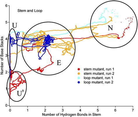 Loop And Stem Dynamics During Rna Hairpin Folding And Unfolding