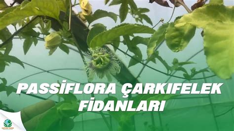 Passiflora Çarkıfelek Fiidnalarımız Youtube